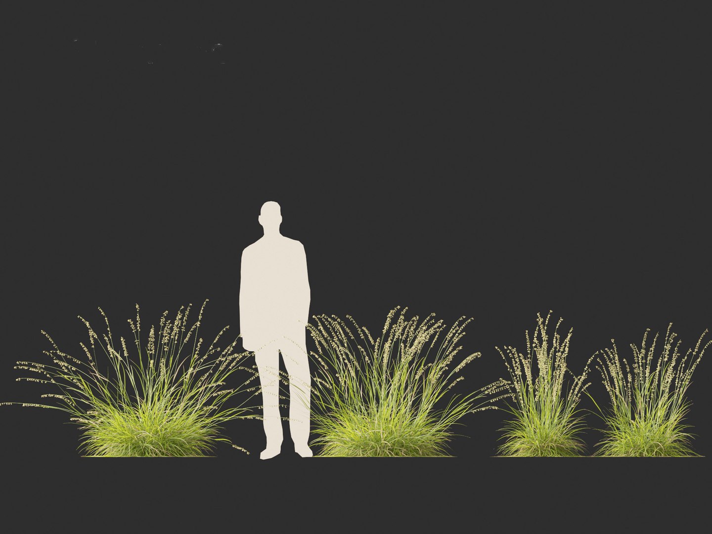 Bouteloua Curtipendula - Sideoats Grama 01 3D Model - TurboSquid 2113571