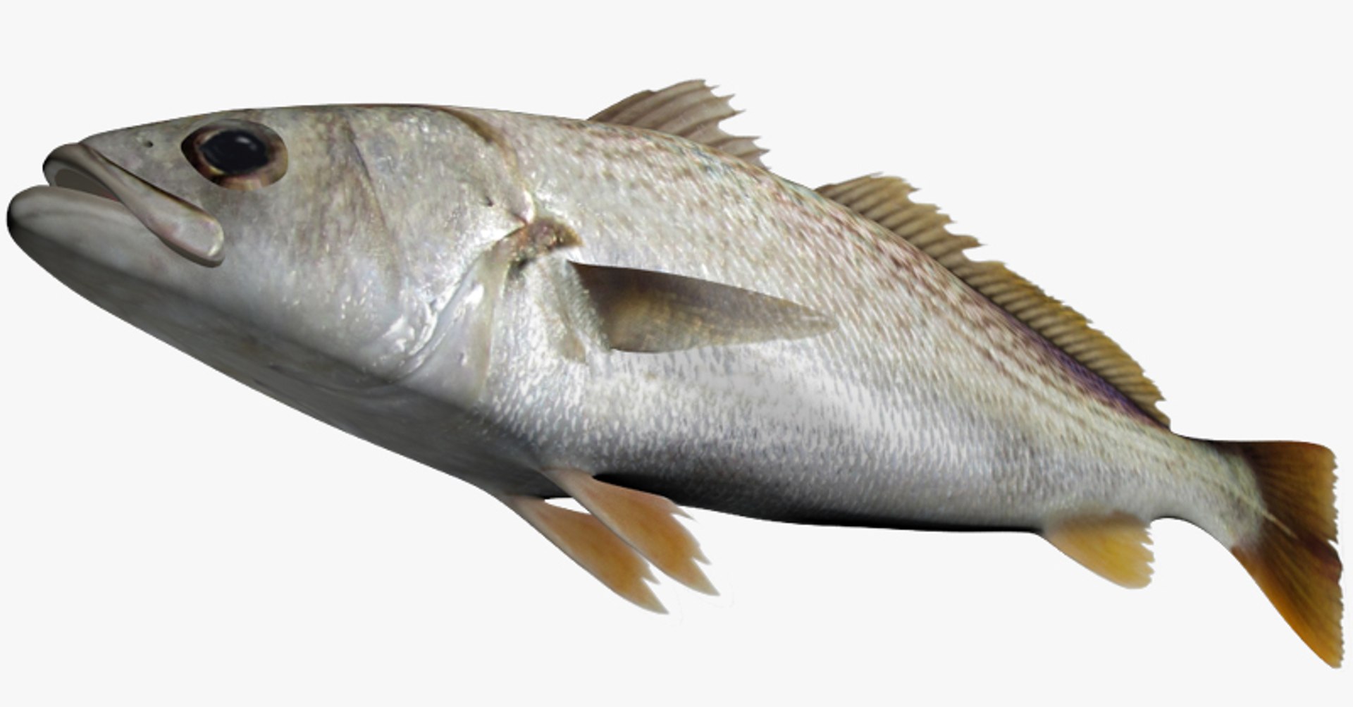 Corvina Collection 3D Model - TurboSquid 1813569