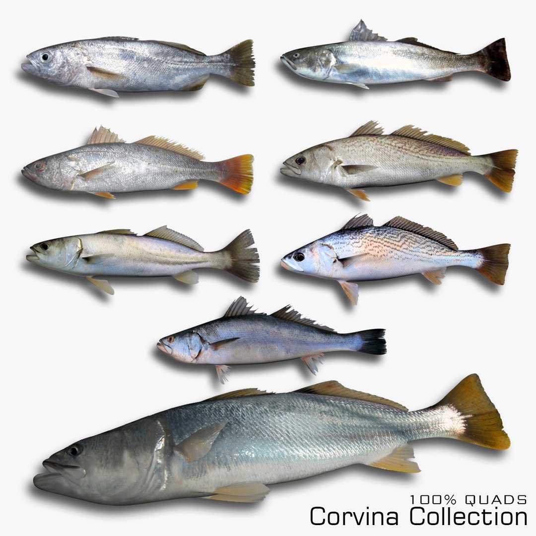 Corvina Collection 3D Model - TurboSquid 1813569
