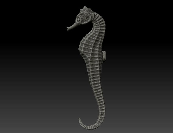 modelo 3d Caballito de mar (hipocampo) - TurboSquid 810640