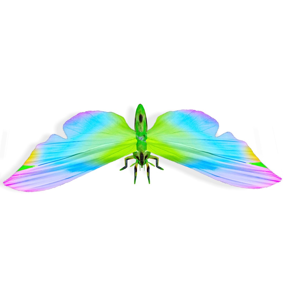 Butterfly queen 3D - TurboSquid 2118701