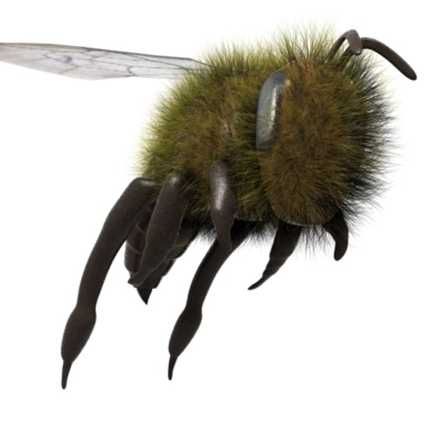 3D 3ds Max bee honey bug