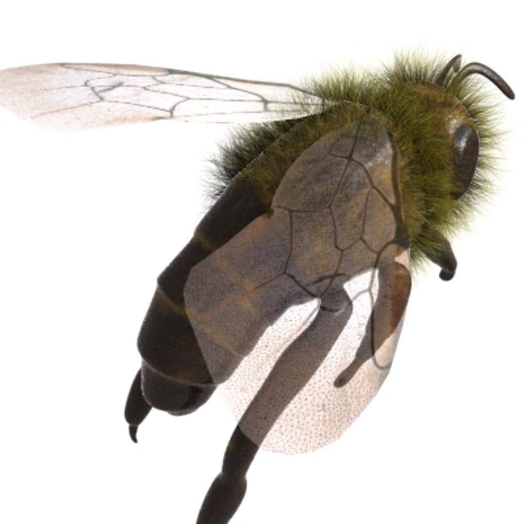 3D honey bee - TurboSquid 446625