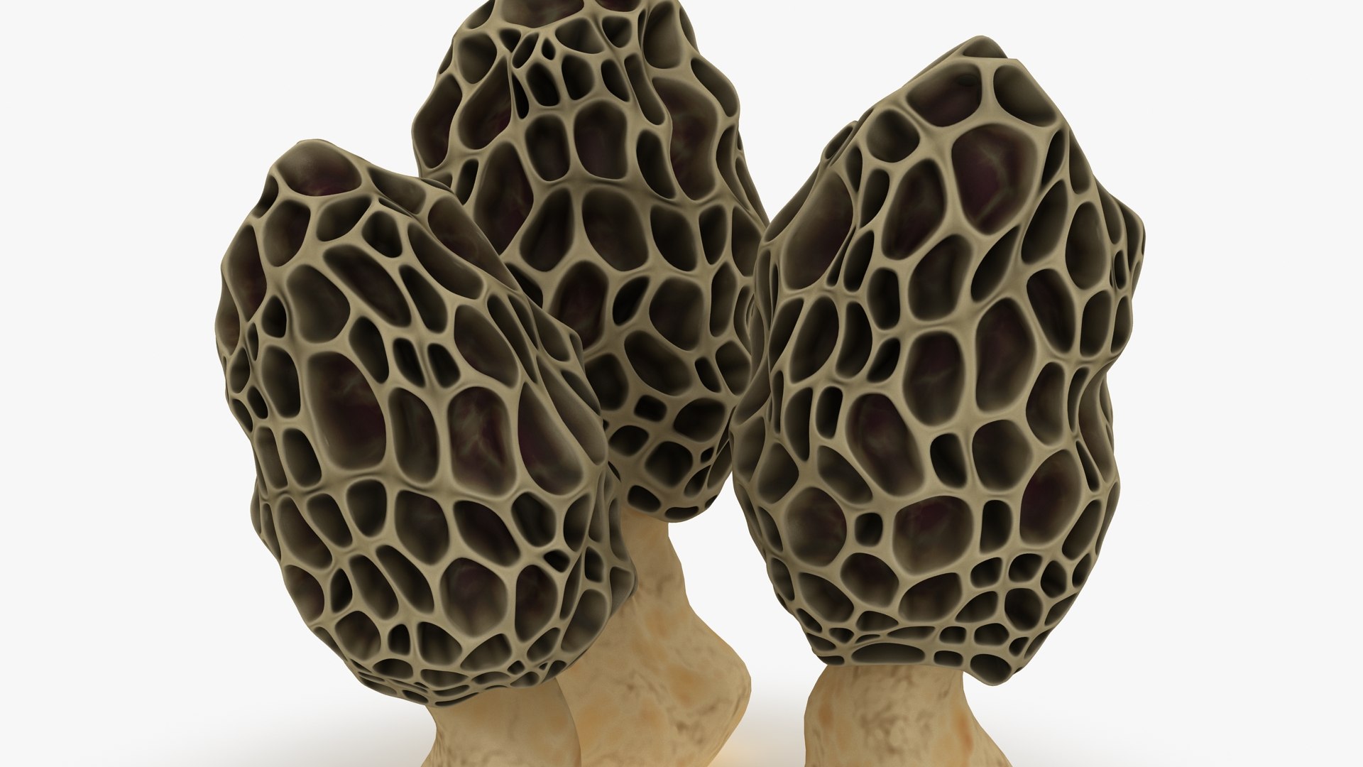 3d Model Morel Mushroom