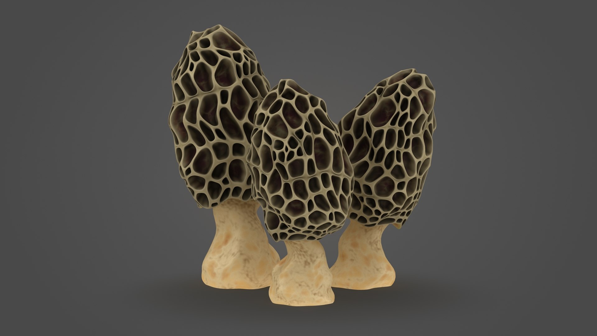 3d Model Morel Mushroom