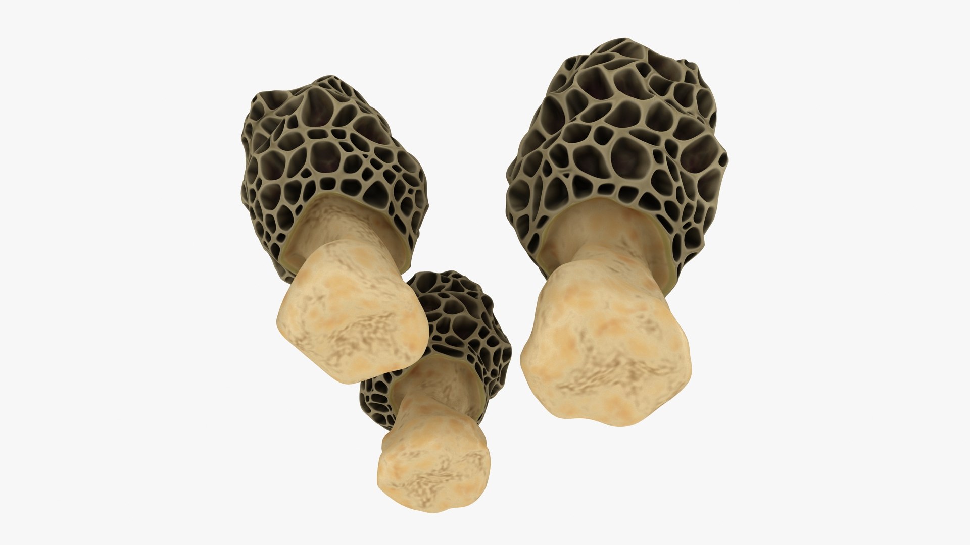 3d Model Morel Mushroom