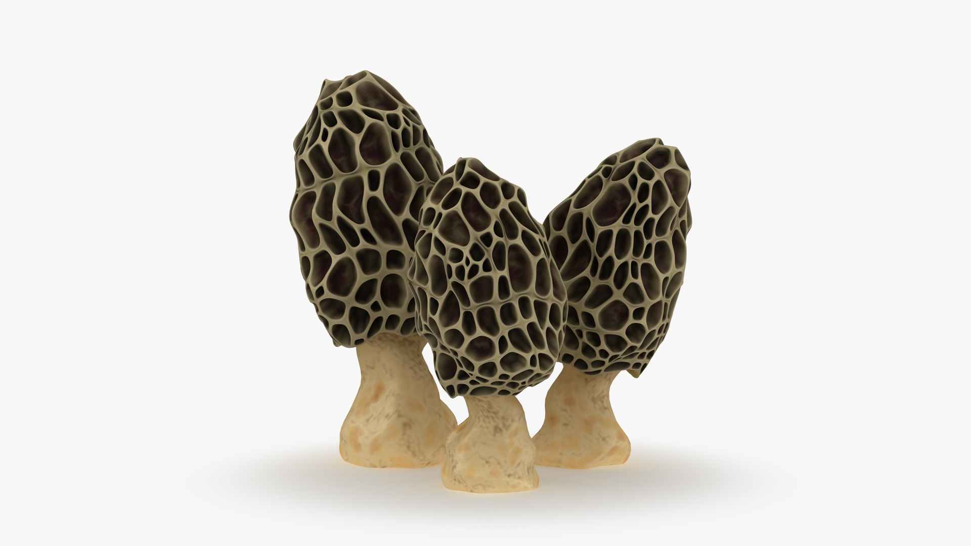 3d Model Morel Mushroom