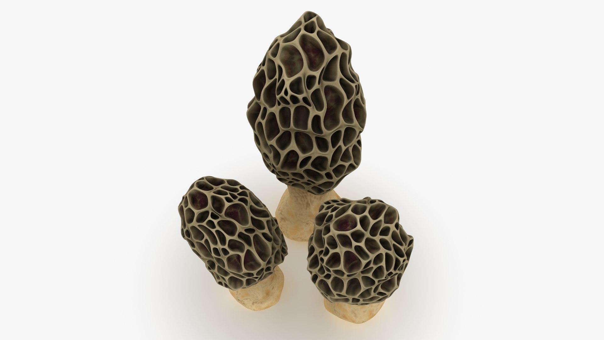 3d Model Morel Mushroom
