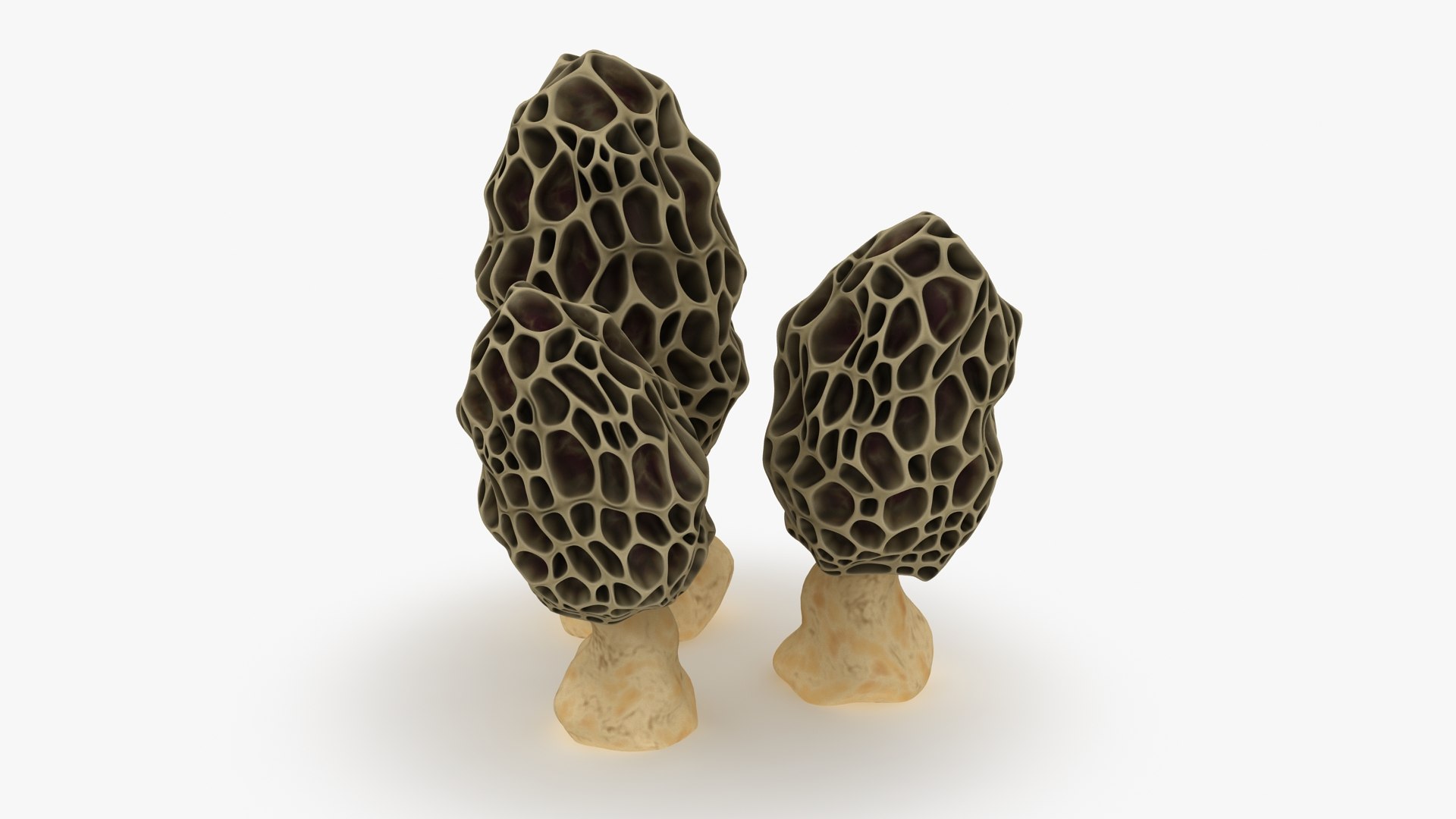 3d Model Morel Mushroom