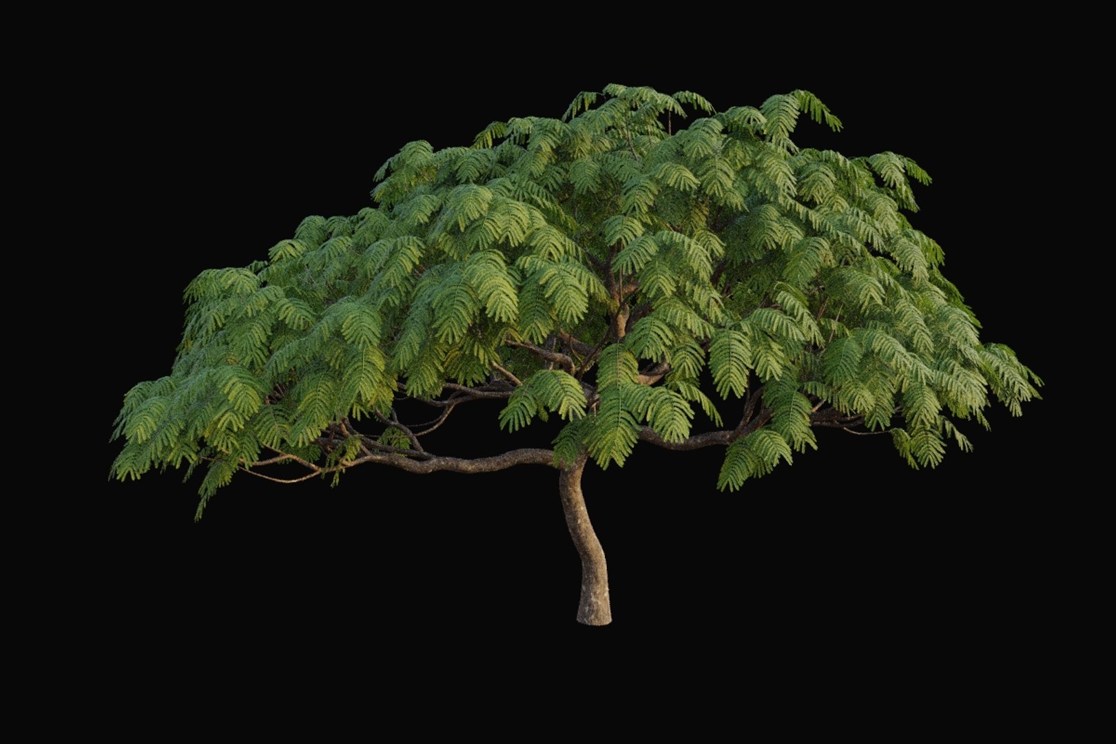 3D XfrogPlants Royal Poinciana - Delonix Regia Model - TurboSquid 1731002