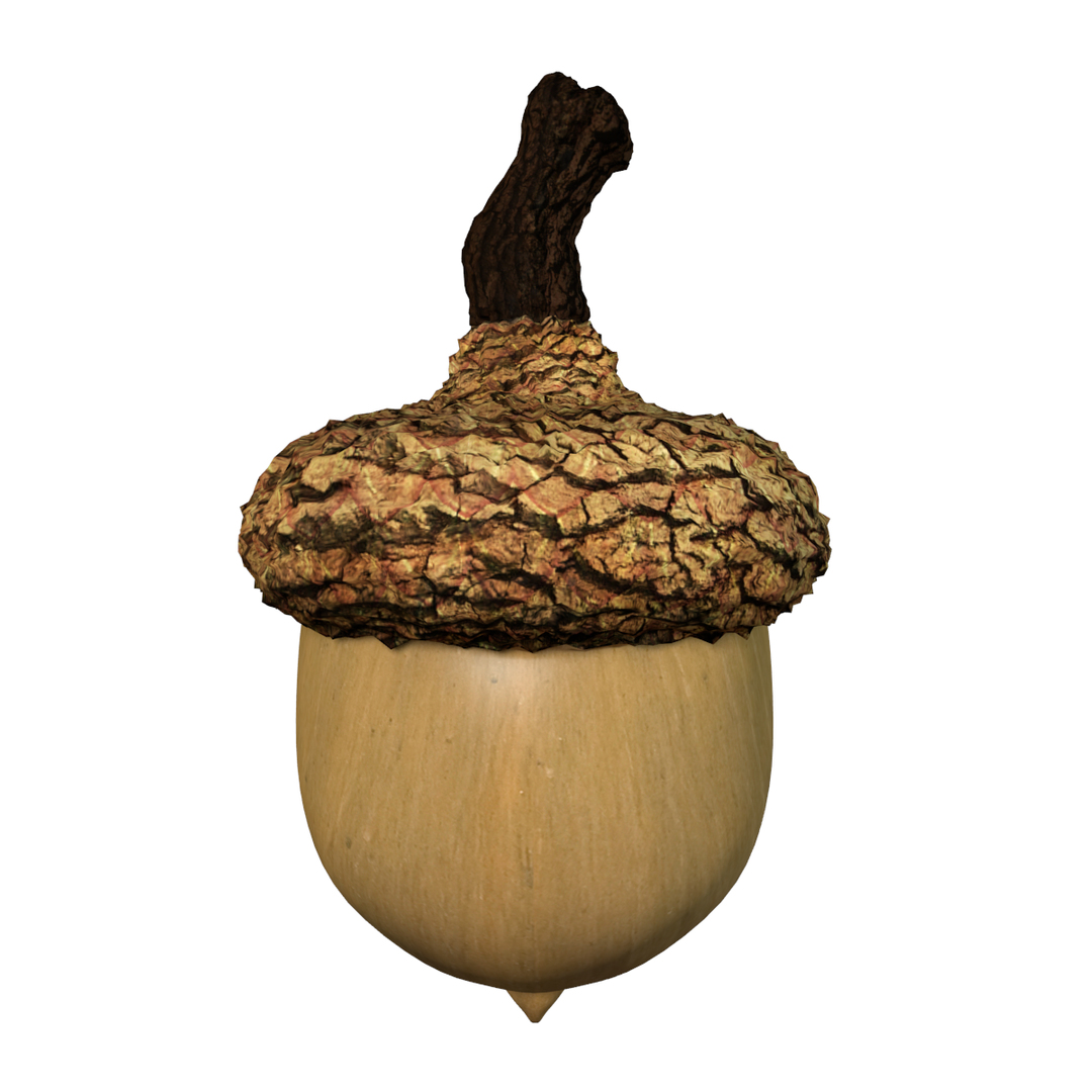 Acorn Max