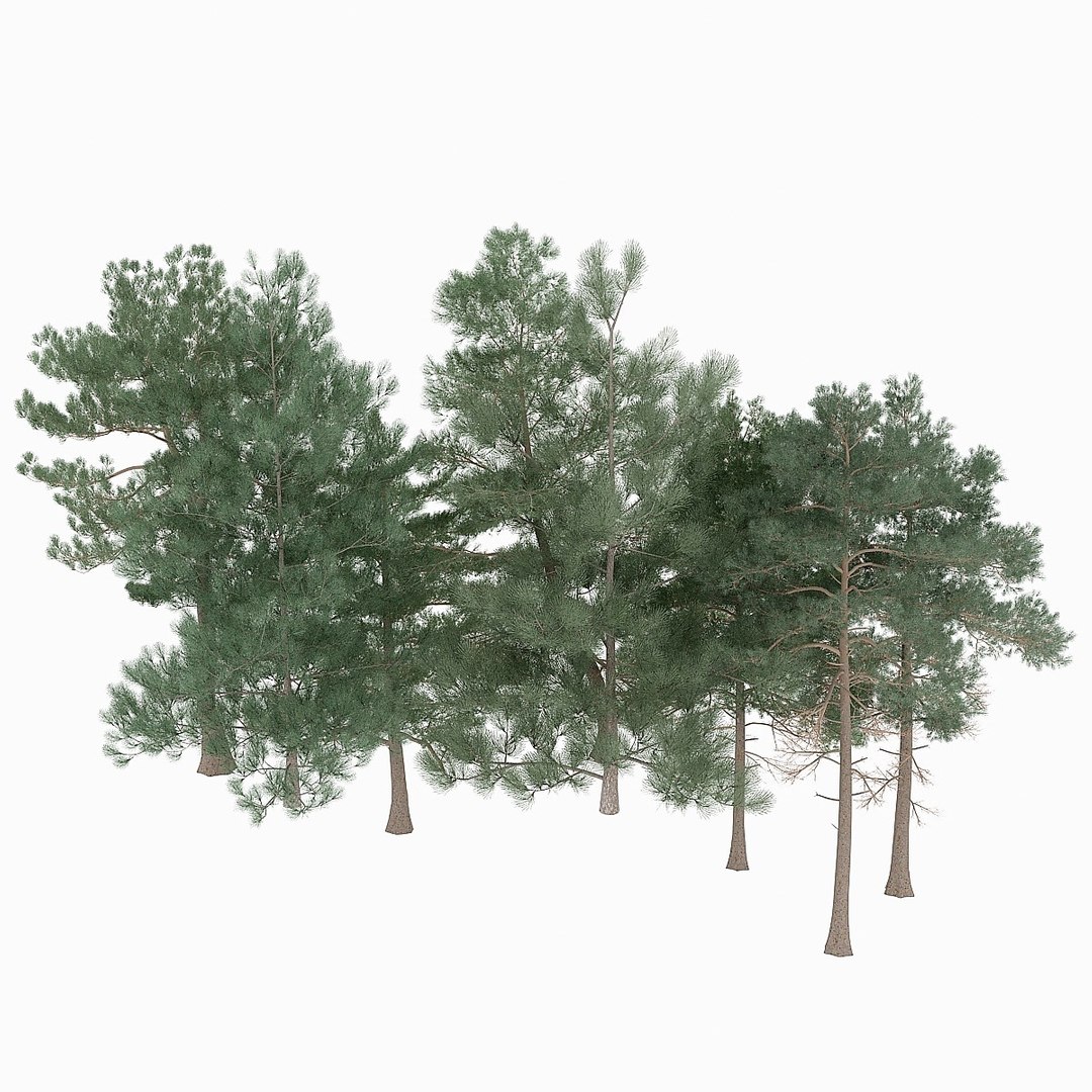Pine Tree Collection 3D model - TurboSquid 2022652