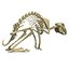 3d Rabbit Skeleton Animal Model