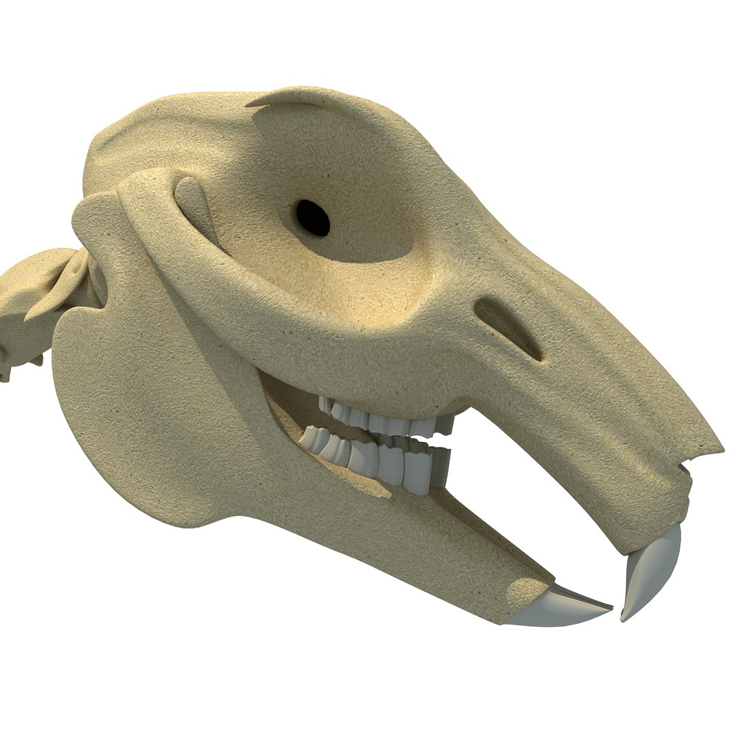 3d Rabbit Skeleton Animal Model