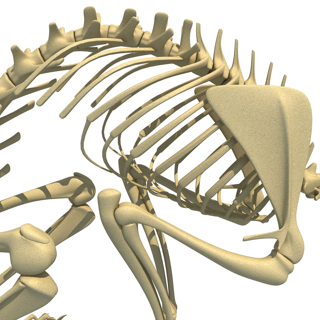 3d rabbit skeleton animal model