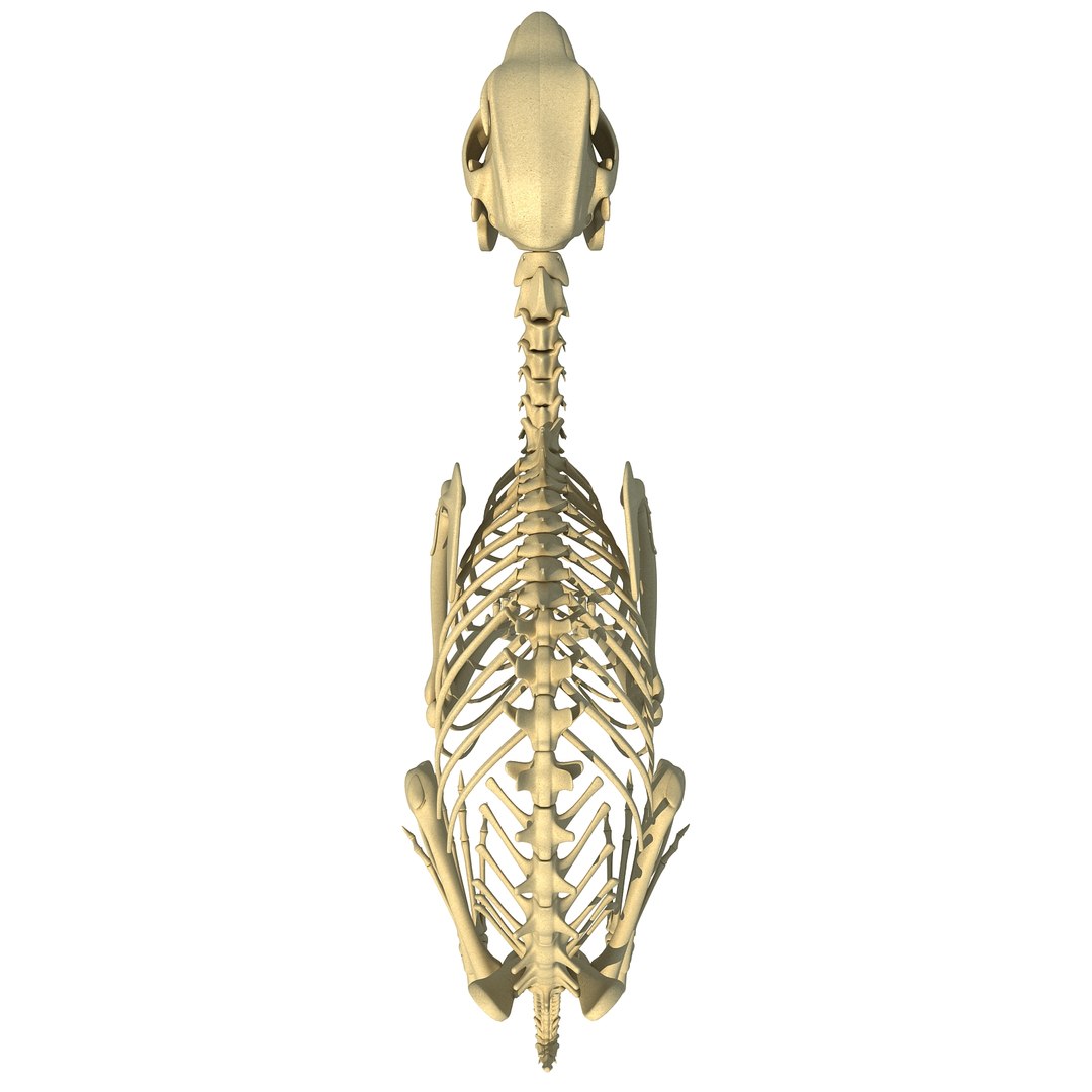 3d Rabbit Skeleton Animal Model
