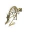 3d Rabbit Skeleton Animal Model