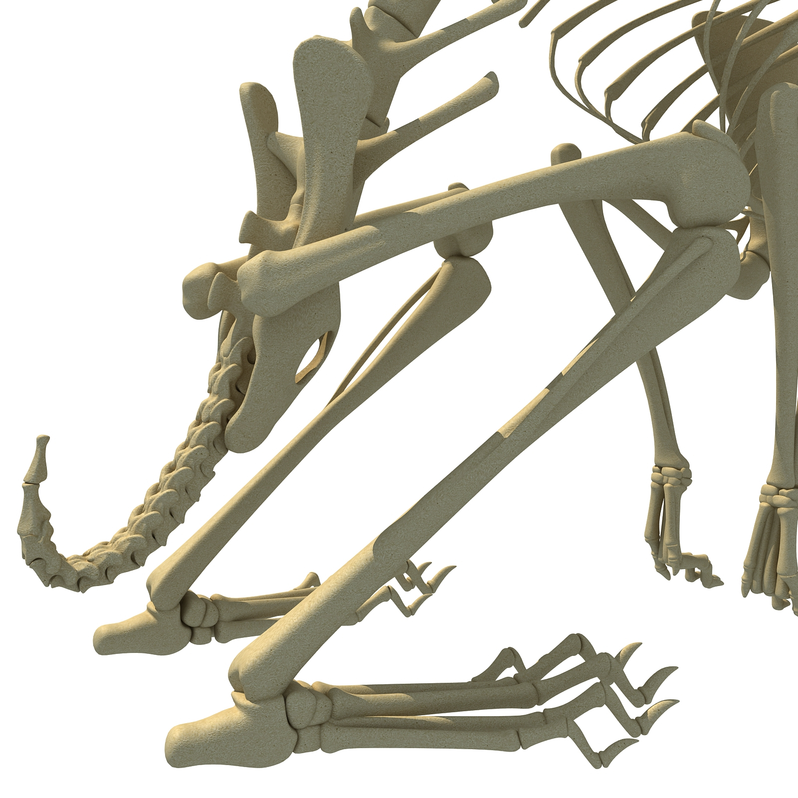 3d rabbit skeleton animal model