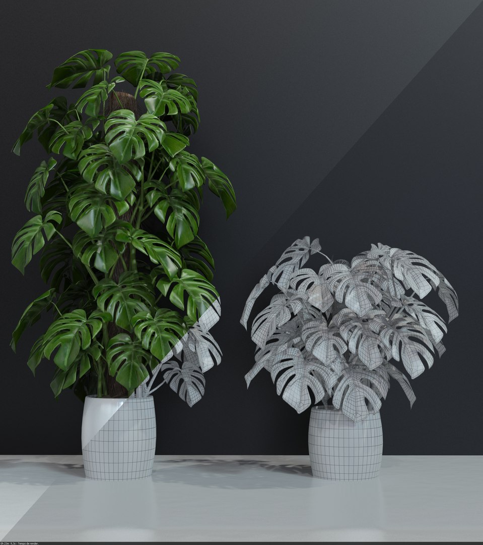 Monstera 3d Model