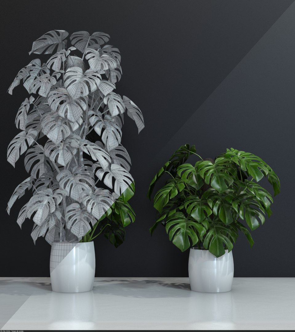 Monstera 3d Model
