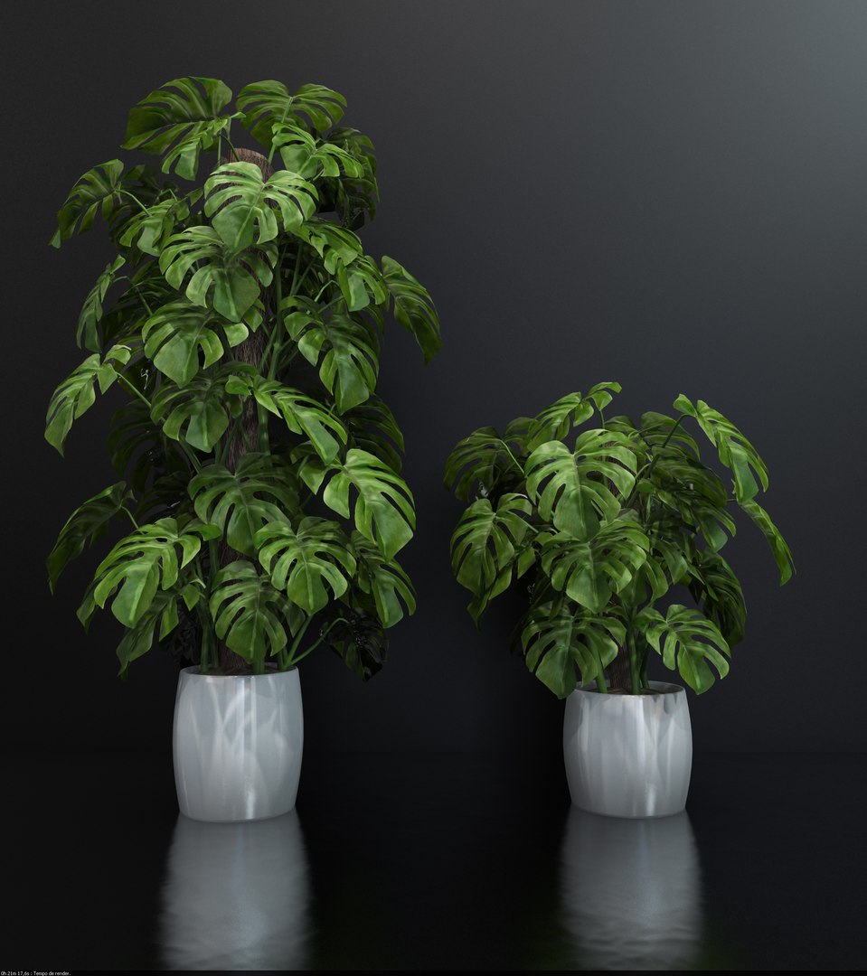 Monstera 3d Model