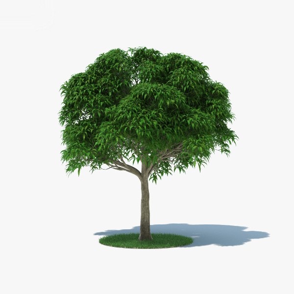 Free 3D Mango-Tree Models | TurboSquid