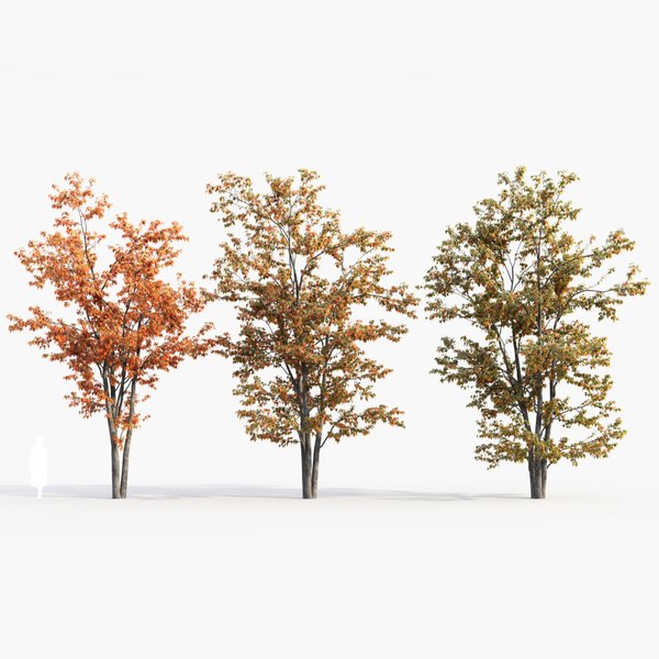 modelo 3d Acer tataricum a - TurboSquid 2262985