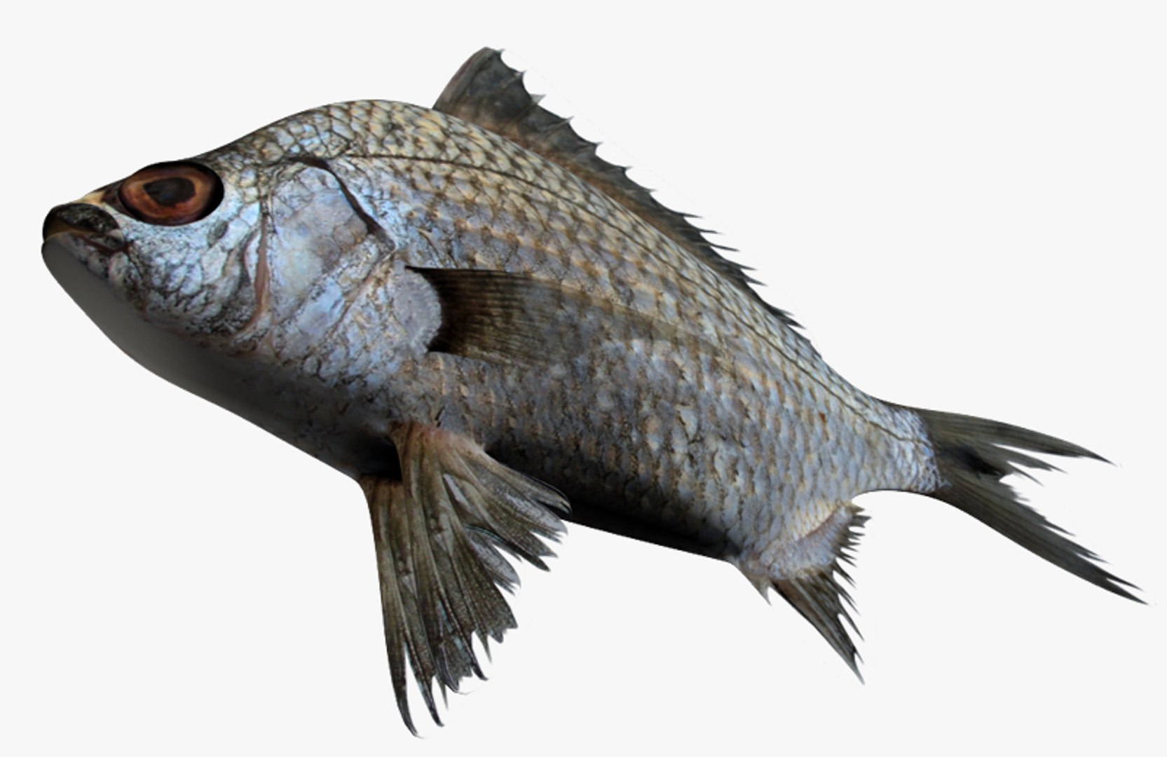 Black Axillary Mojarra 3d Model