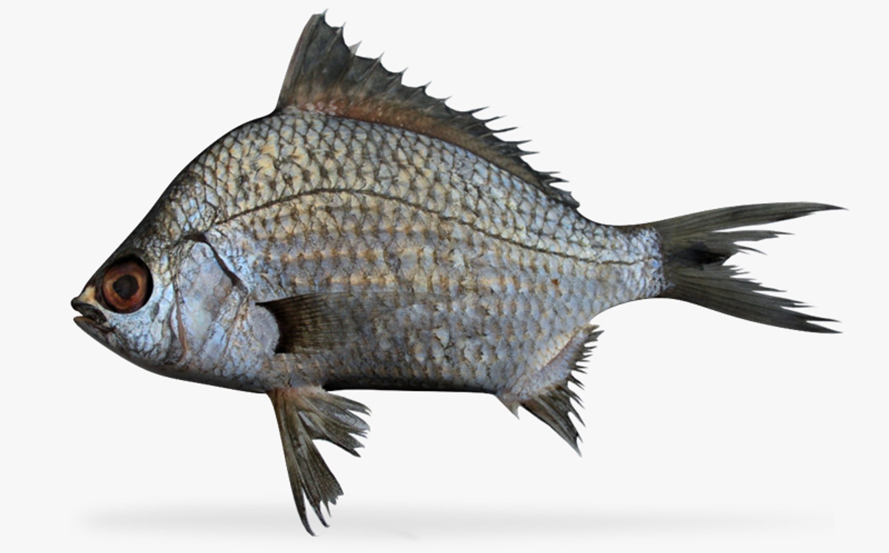 Black Axillary Mojarra 3d Model