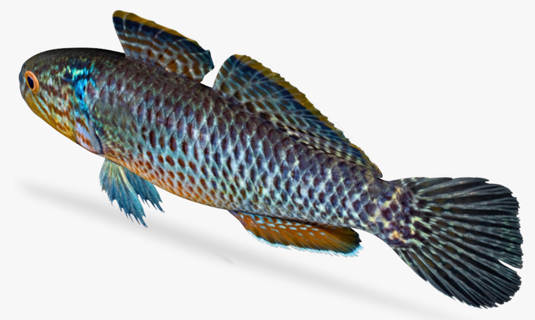 Dormitator Maculatus 3d Ma