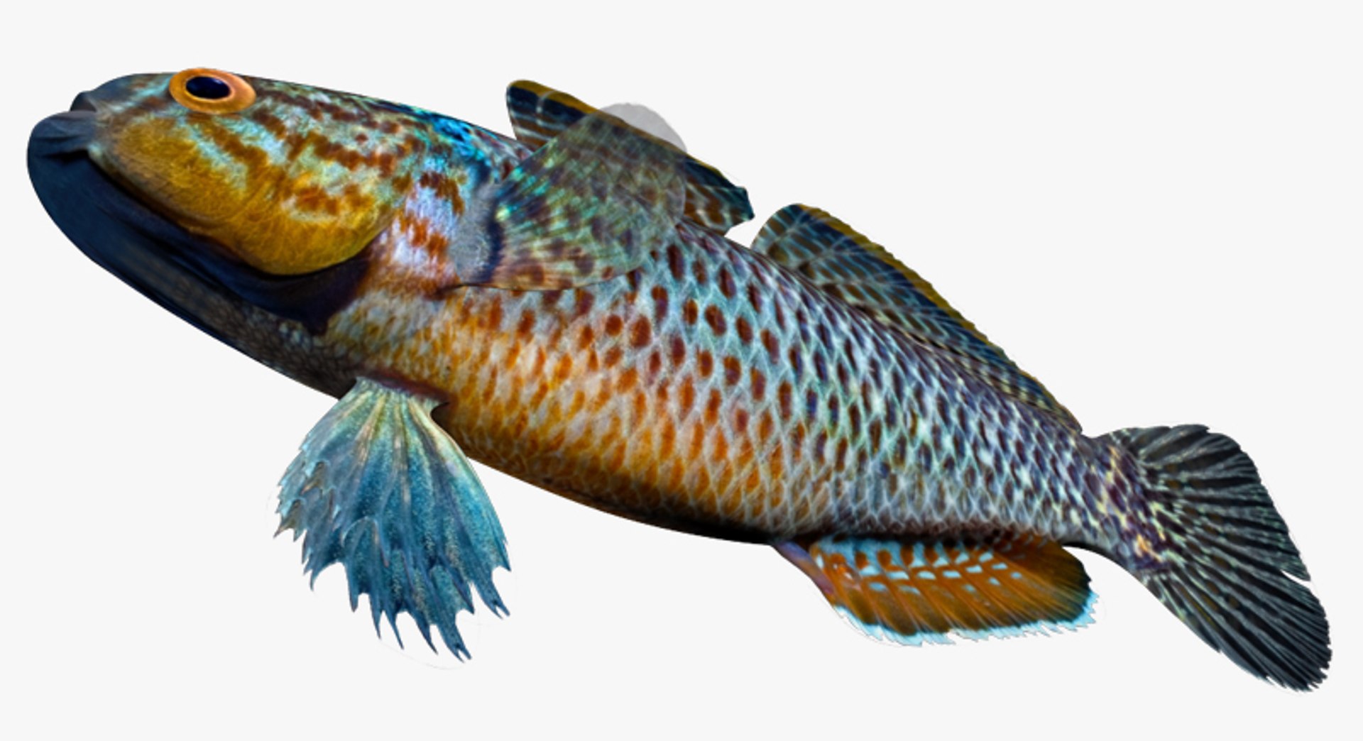 Dormitator Maculatus 3d Ma