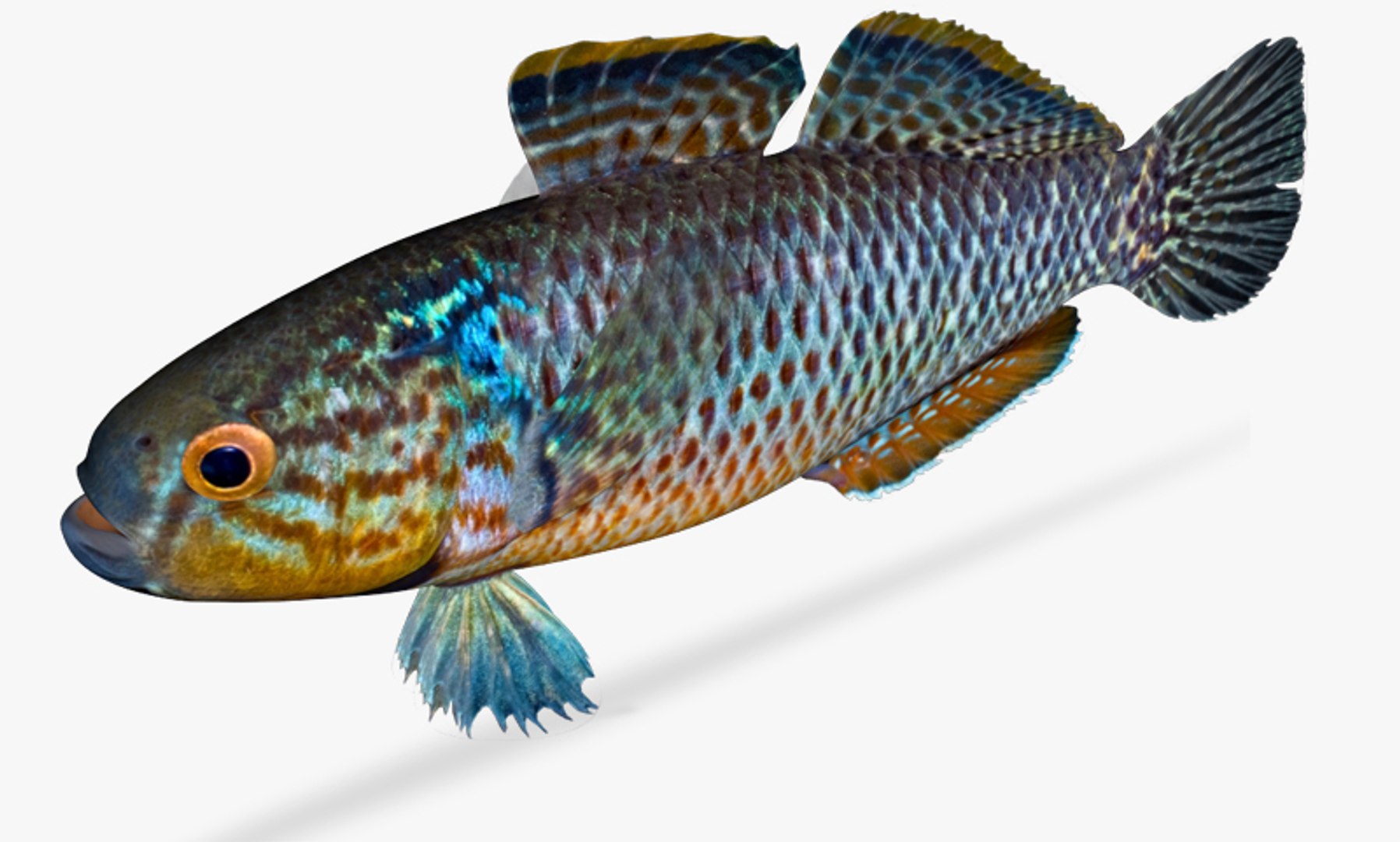 Dormitator Maculatus 3d Ma