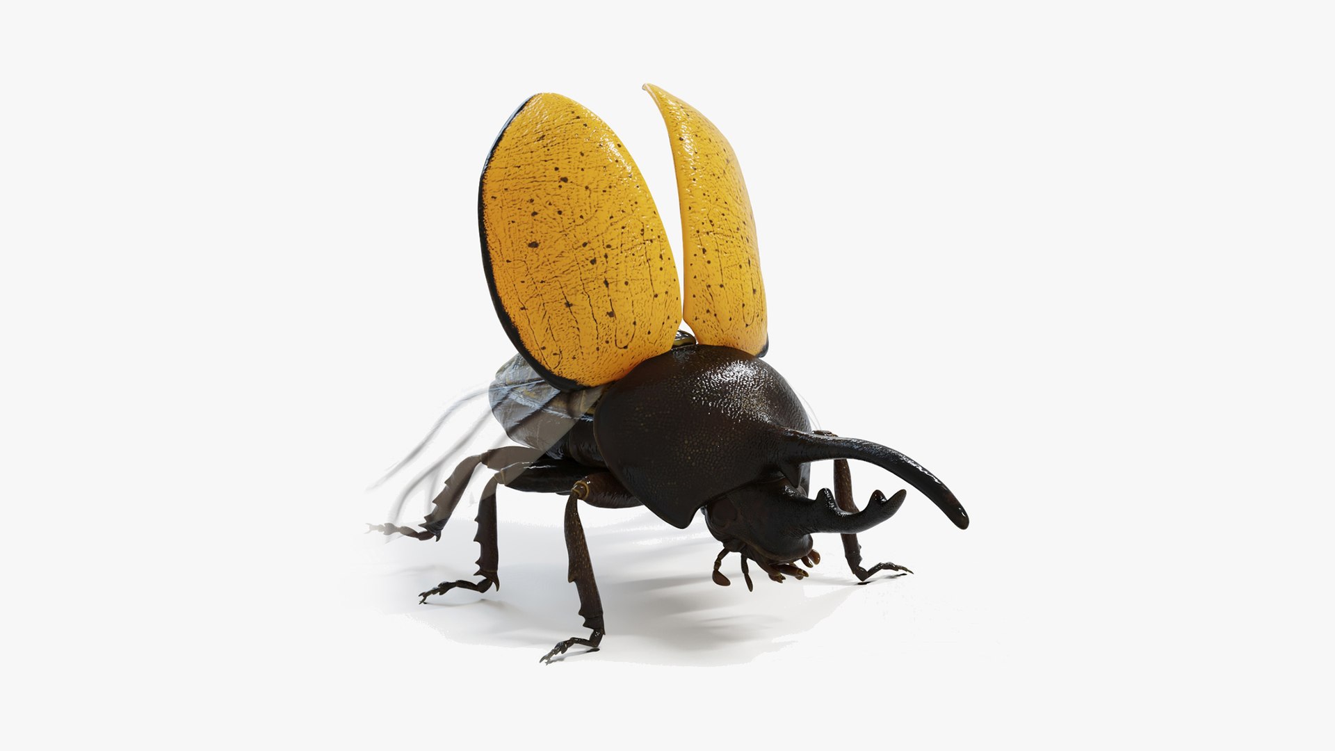 3D Hercules Beetle - TurboSquid 1990215