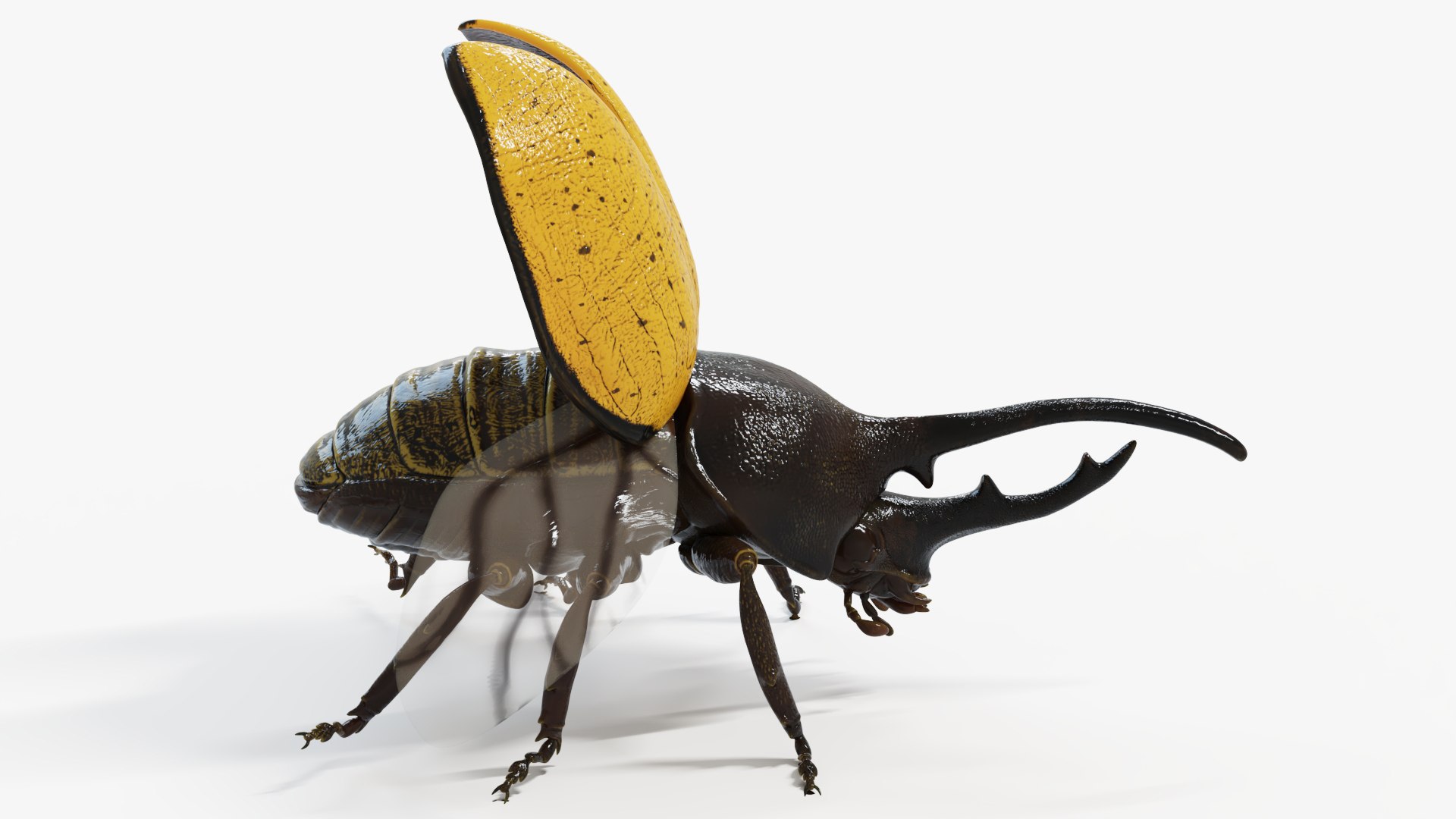 3D Hercules Beetle - TurboSquid 1990215