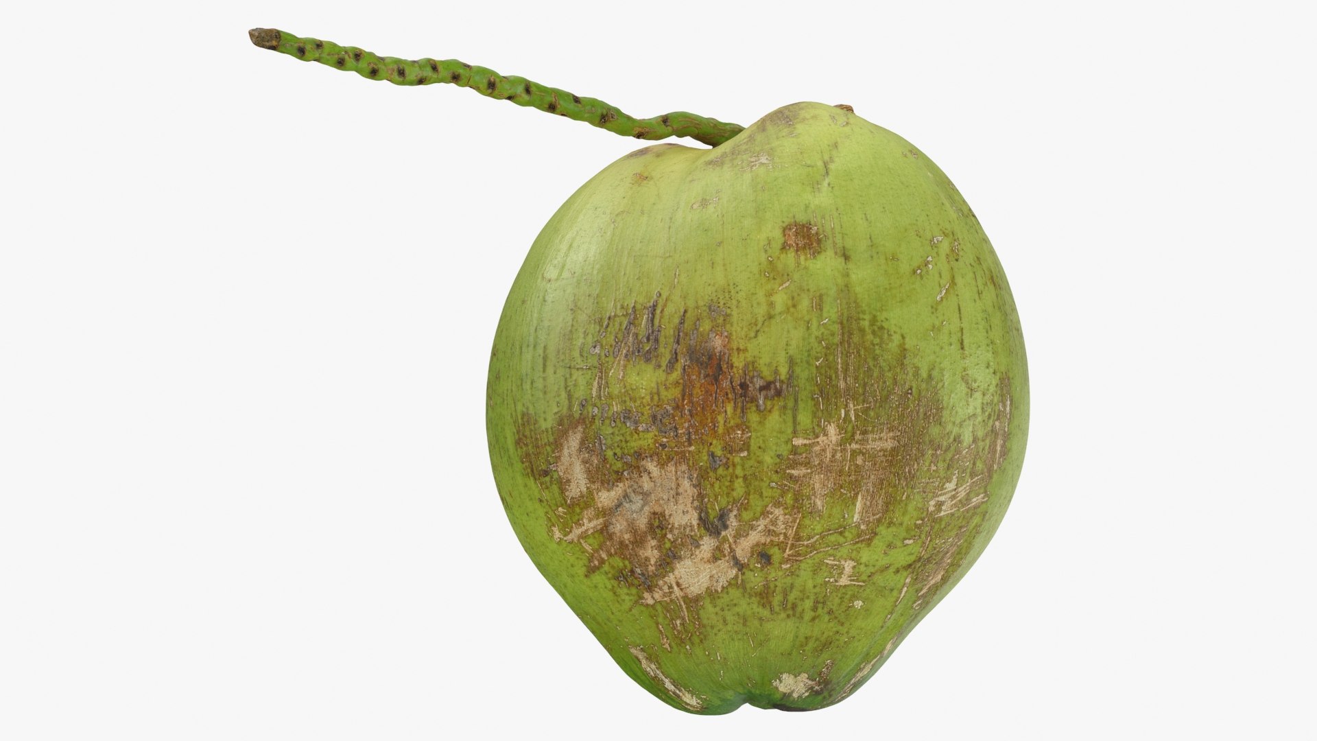Green Coconut With Stem 02 3D Model - TurboSquid 2318896