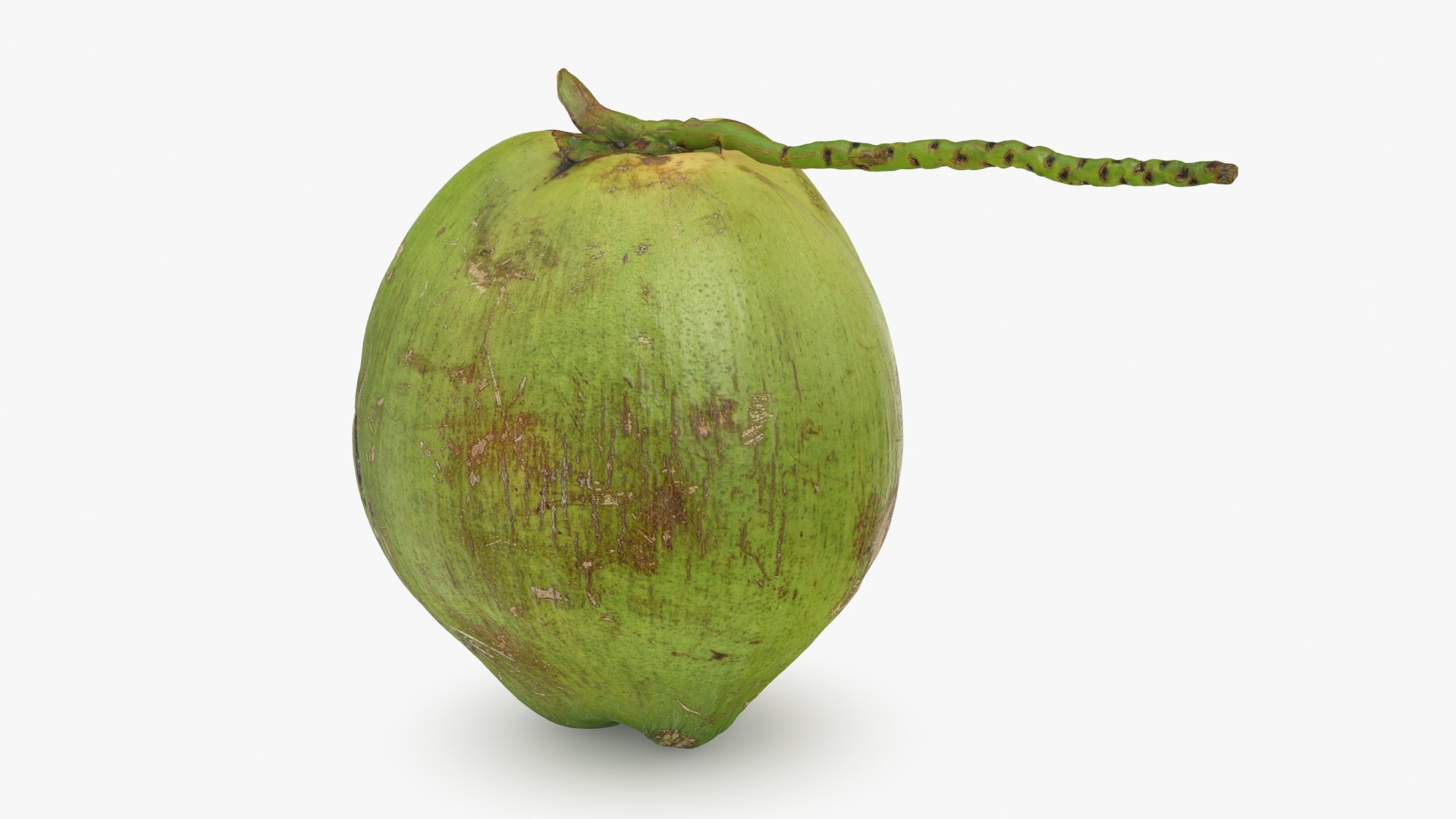 Green Coconut With Stem 02 3D Model - TurboSquid 2318896