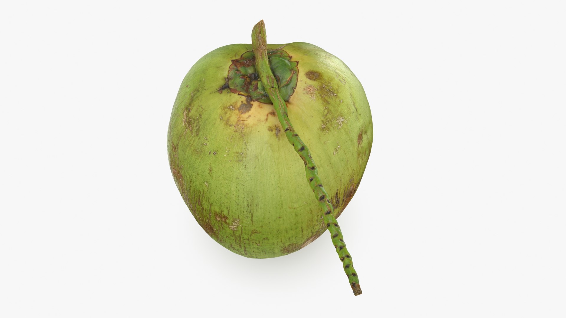 Green Coconut With Stem 02 3D Model - TurboSquid 2318896