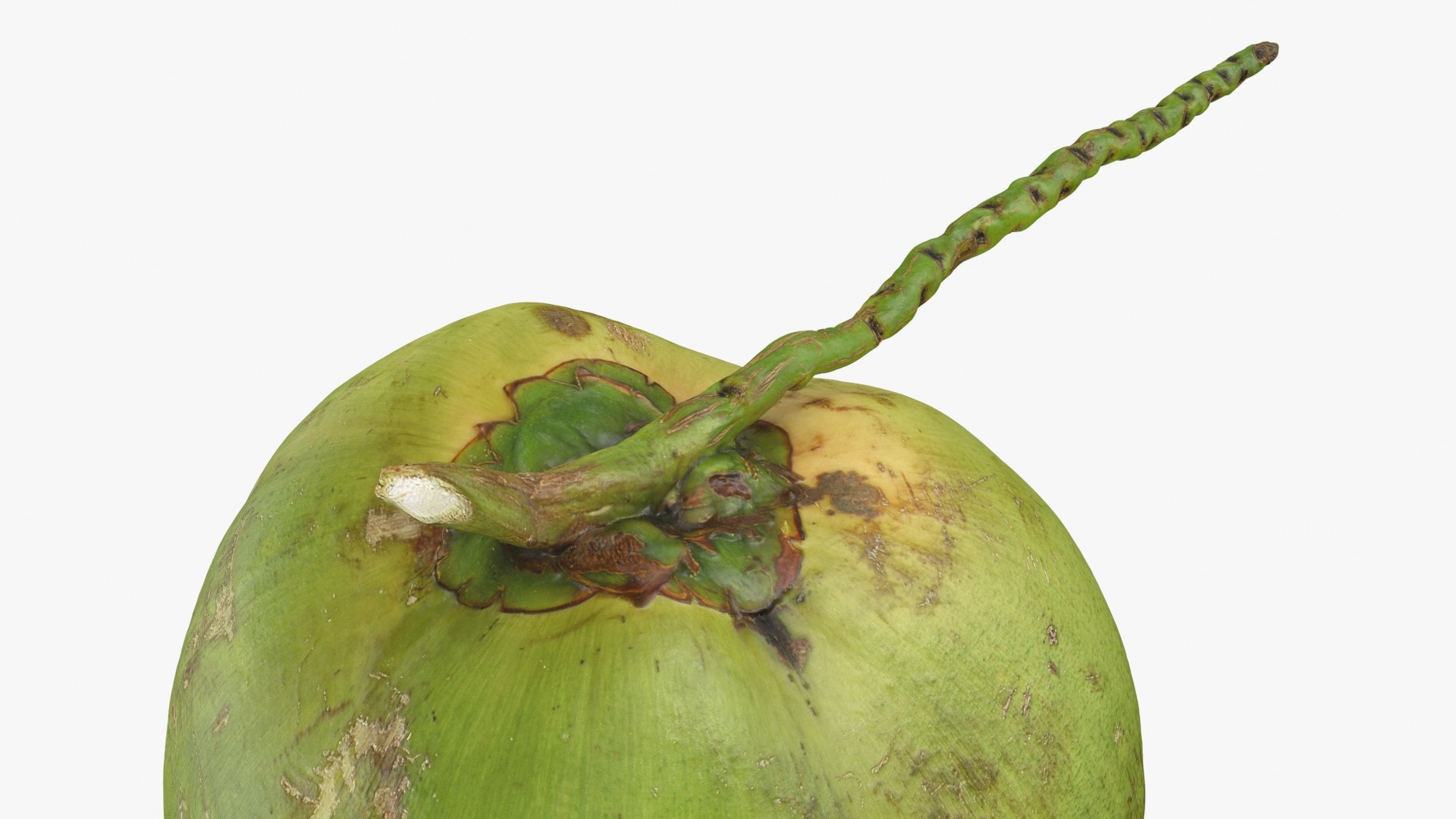 Green Coconut With Stem 02 3D Model - TurboSquid 2318896