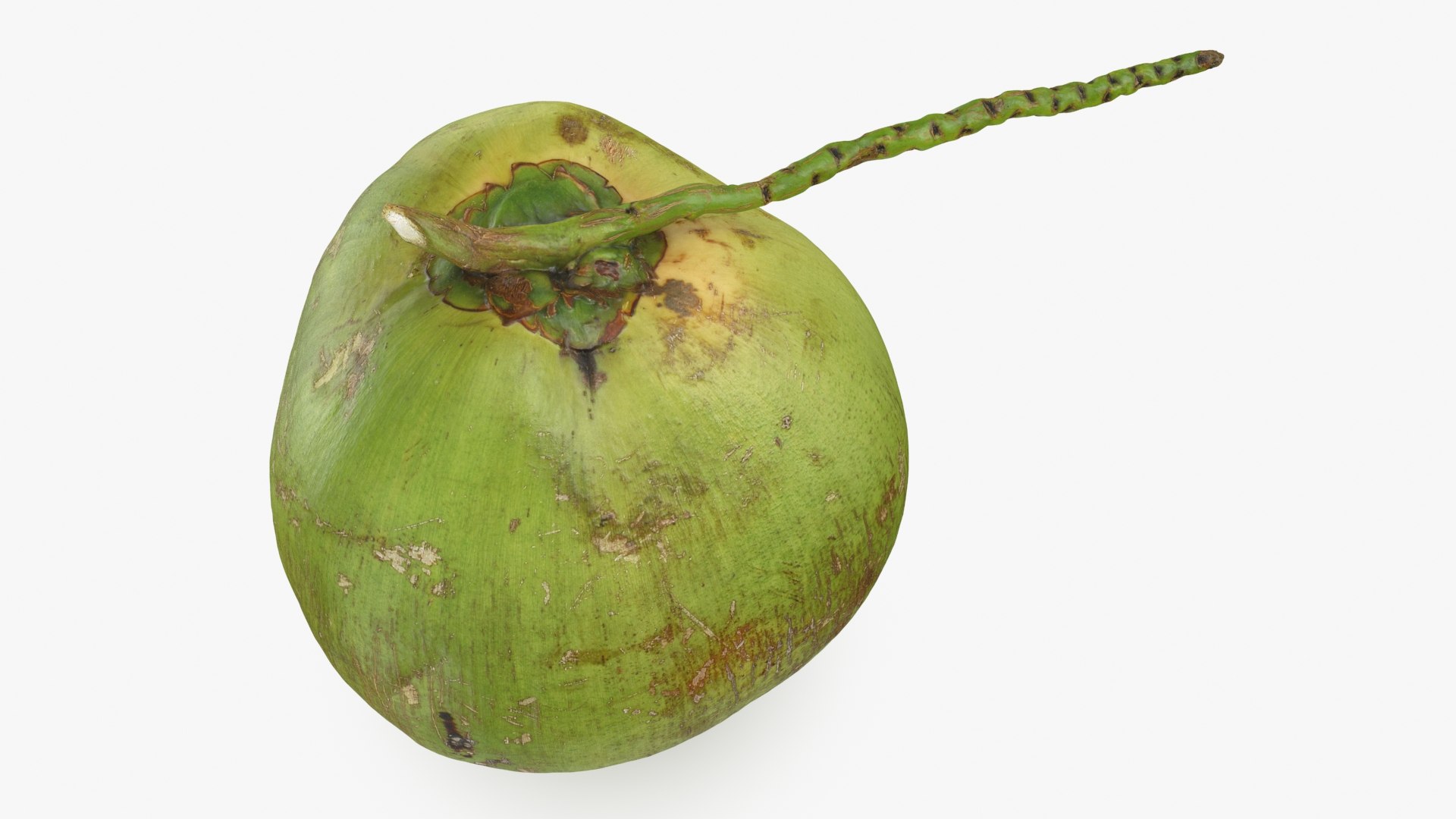 Green Coconut With Stem 02 3D Model - TurboSquid 2318896