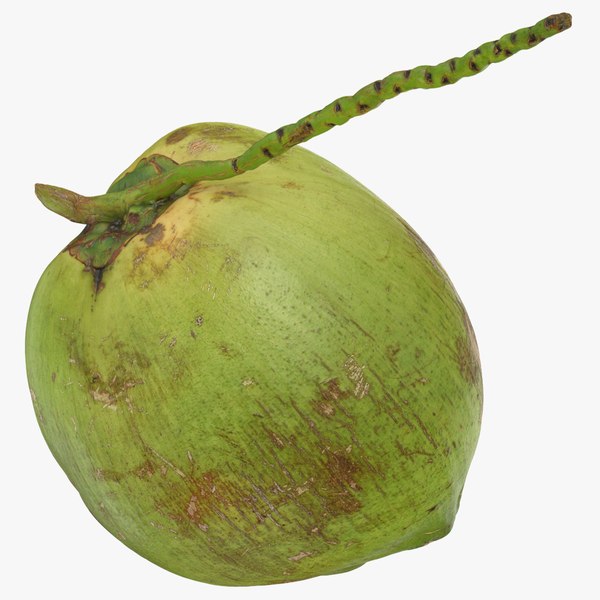 3D Coconut Models | TurboSquid