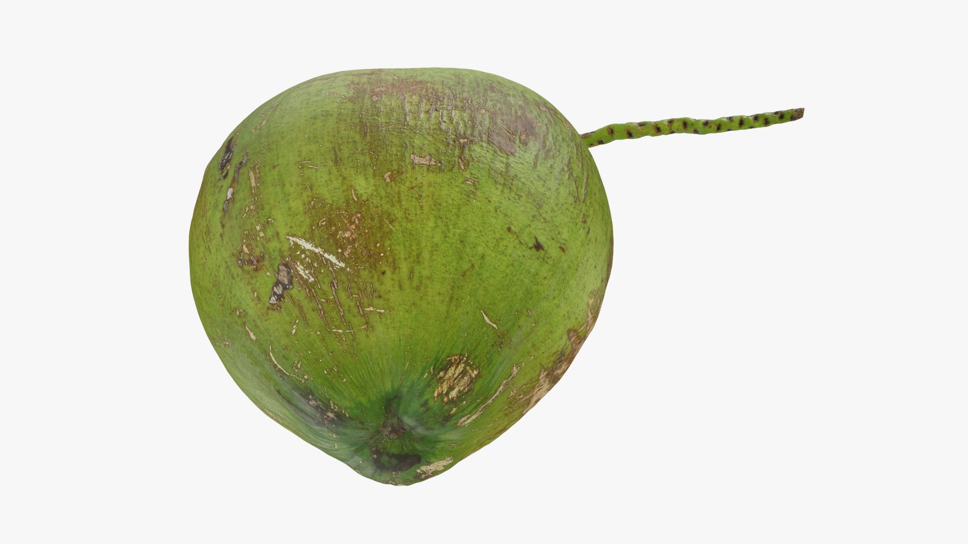Green Coconut With Stem 02 3D Model - TurboSquid 2318896