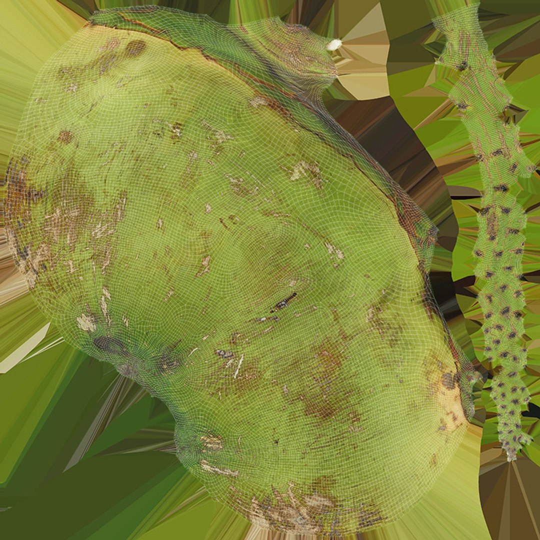 Green Coconut With Stem 02 3D Model - TurboSquid 2318896