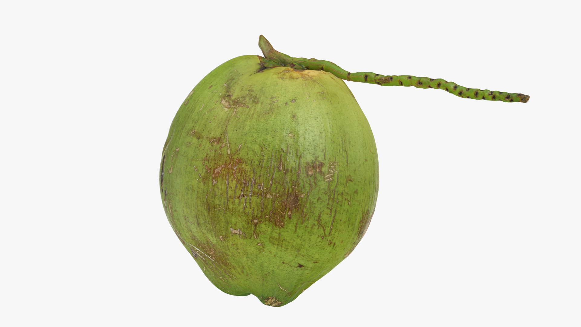 Green Coconut With Stem 02 3D Model - TurboSquid 2318896