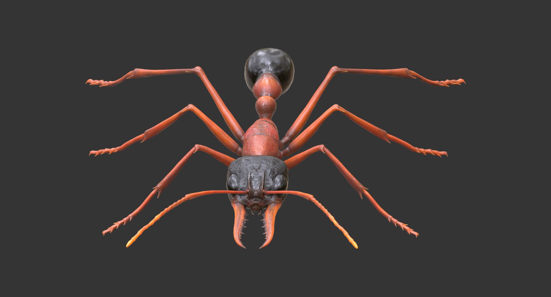 Australian Bulldog Ant 3D Model - TurboSquid 1289304