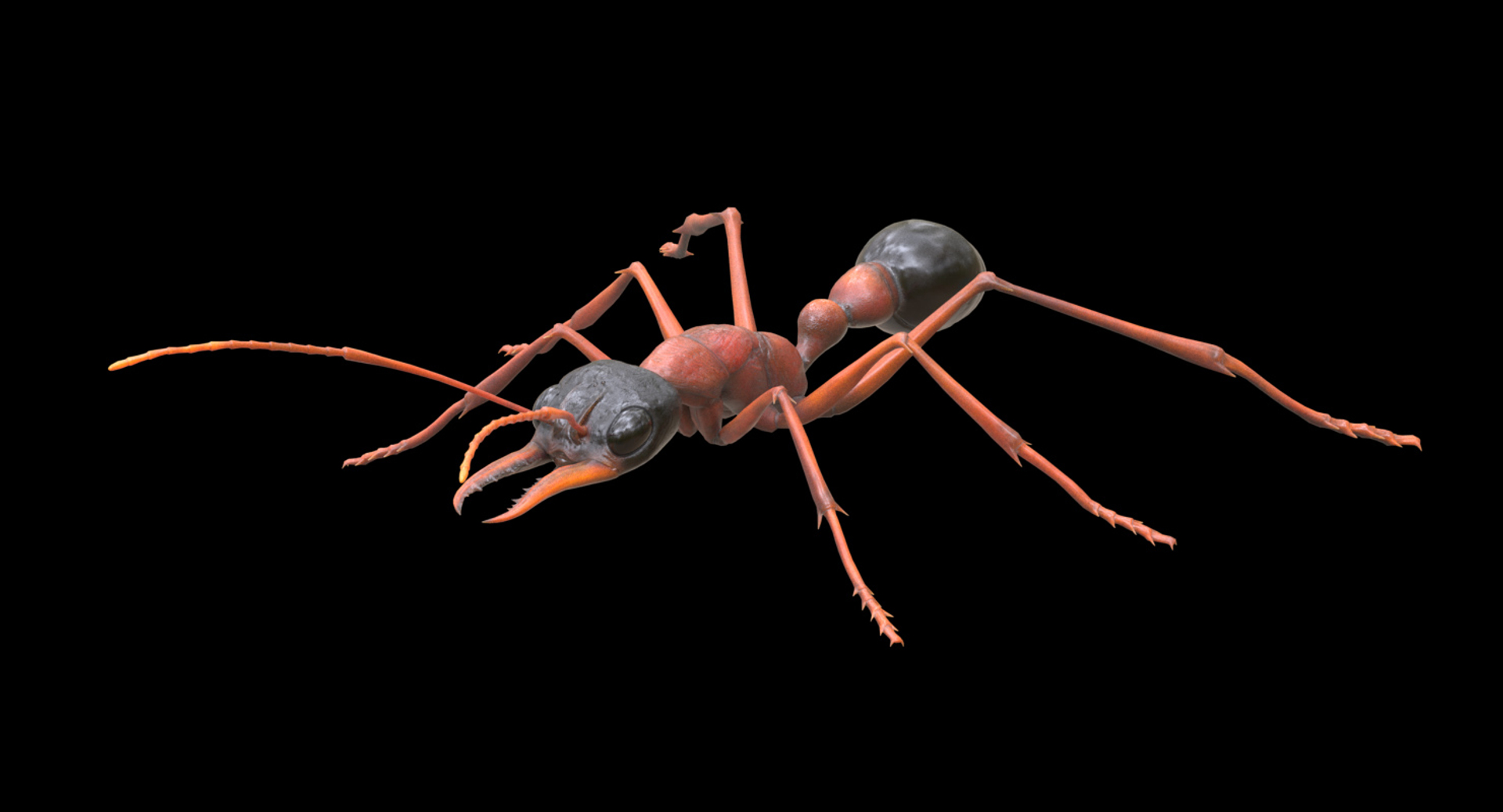 Australian Bulldog Ant 3D Model - TurboSquid 1289304
