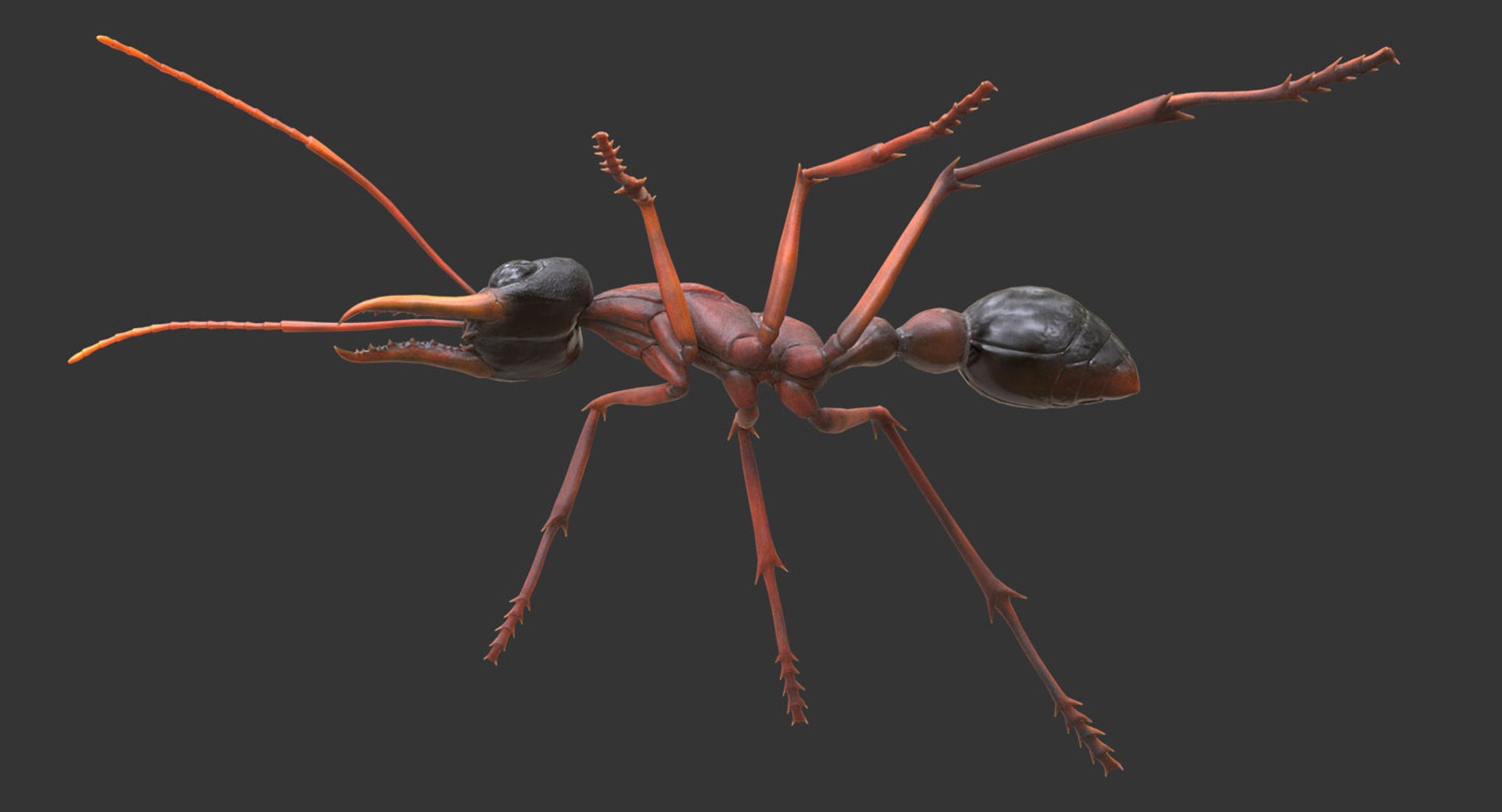Australian Bulldog Ant 3D Model - TurboSquid 1289304