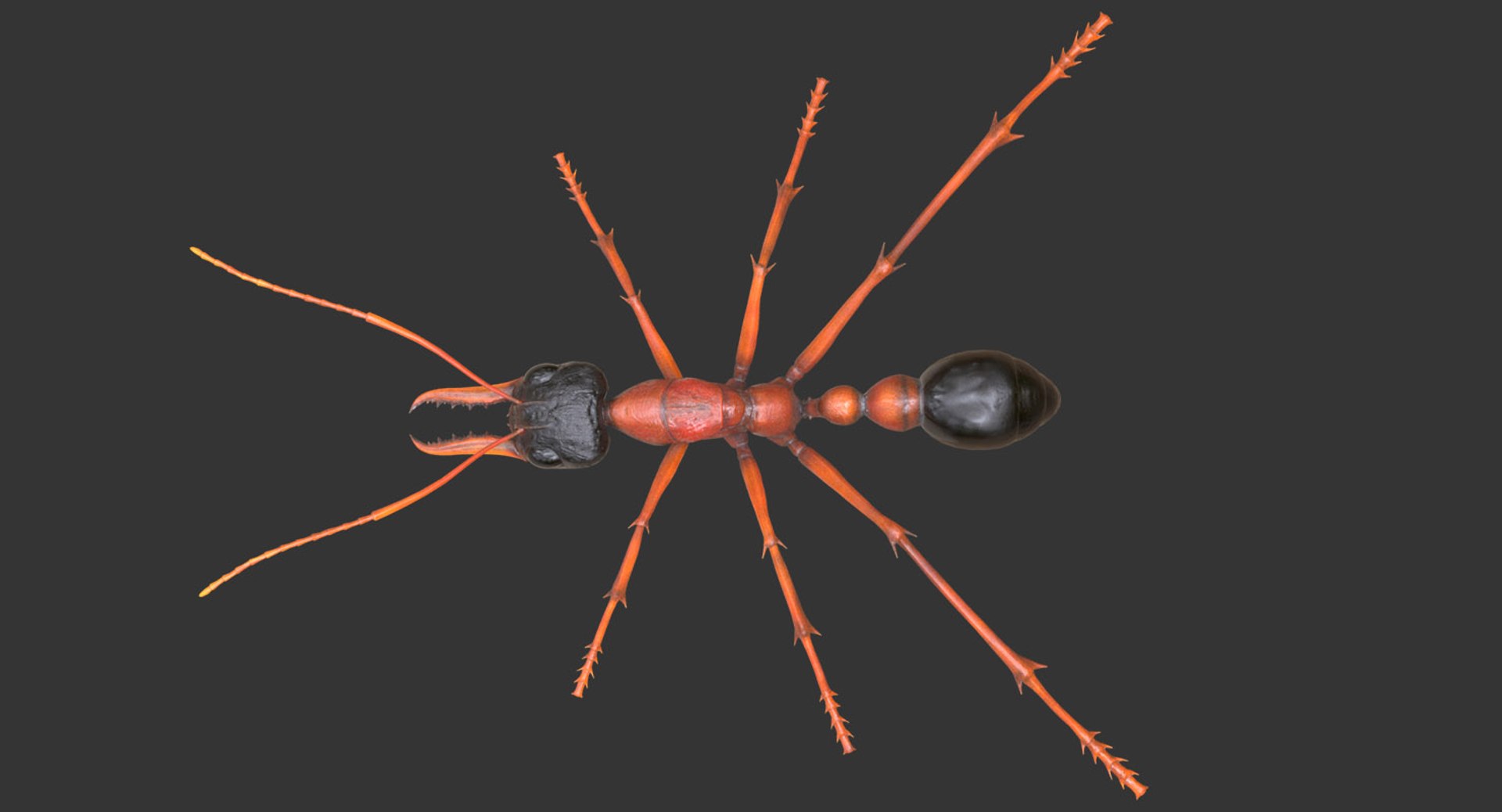 Australian Bulldog Ant 3D Model - TurboSquid 1289304