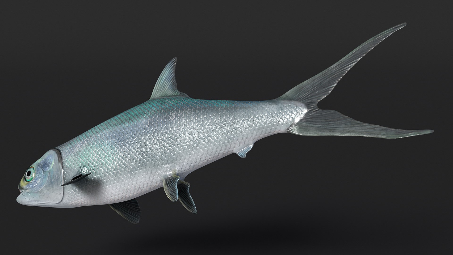 Milkfish 3D Model - TurboSquid 2235472