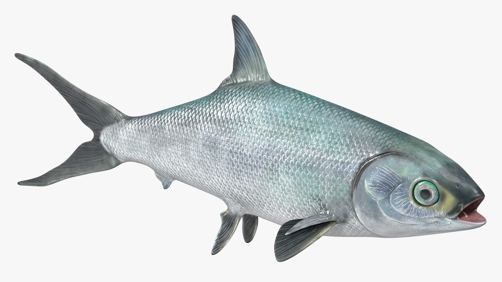 Milkfish 3D Model - TurboSquid 2235472