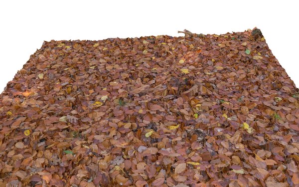 autumn forest ground scanned 3d model